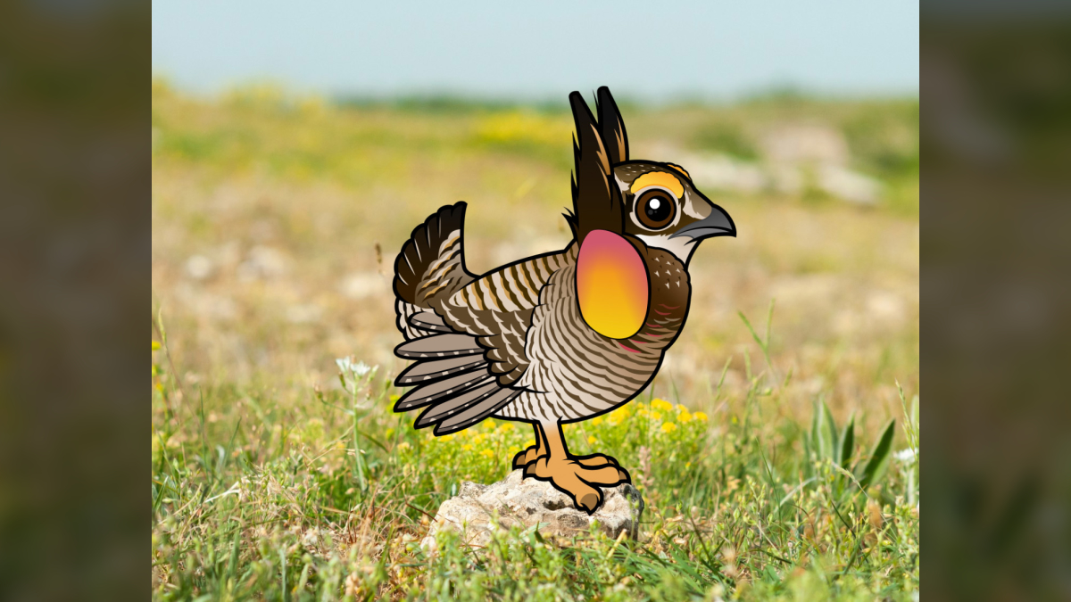 Saving Texas Prairie Symbol: The Attwater's Prairie Chicken