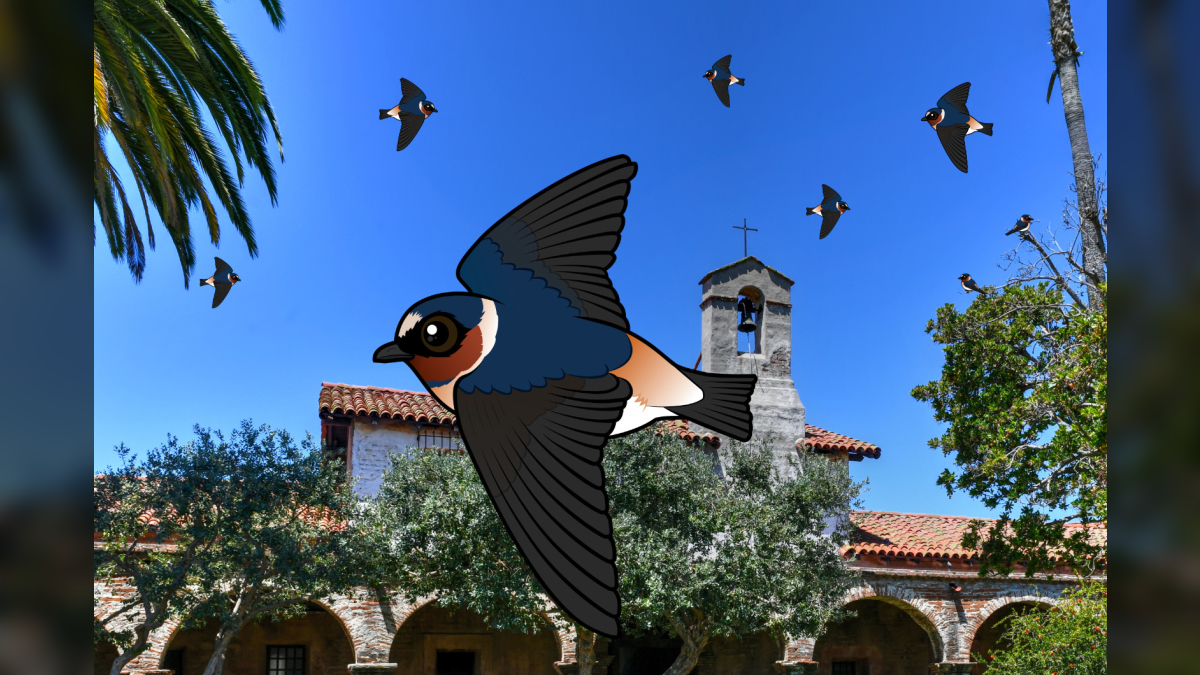 Tradition & Nature Intertwine: Swallows' Return to Capistrano