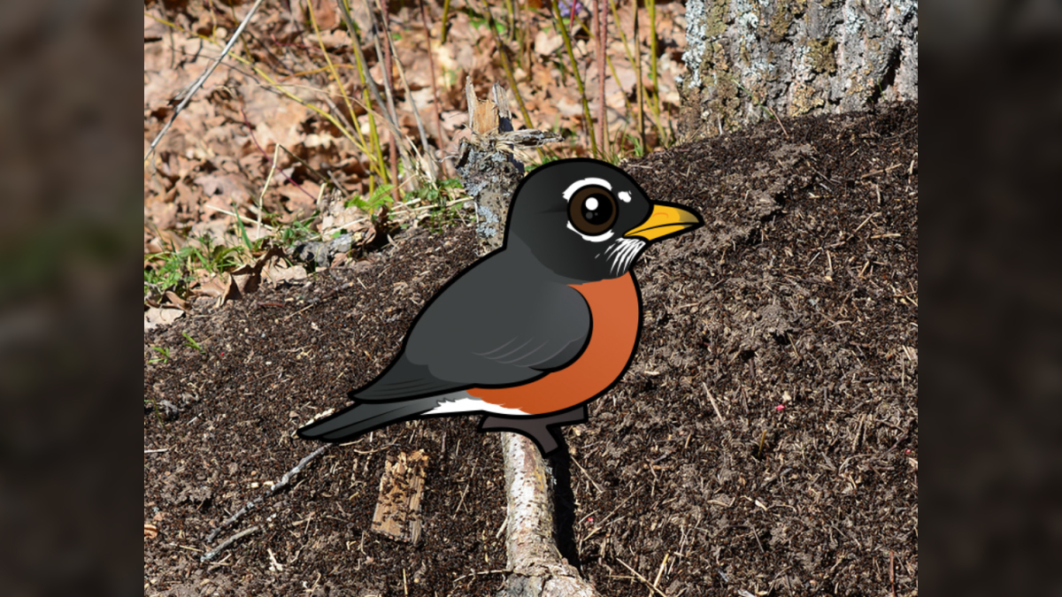 Bird Term: The Behavior of Anting in Birds