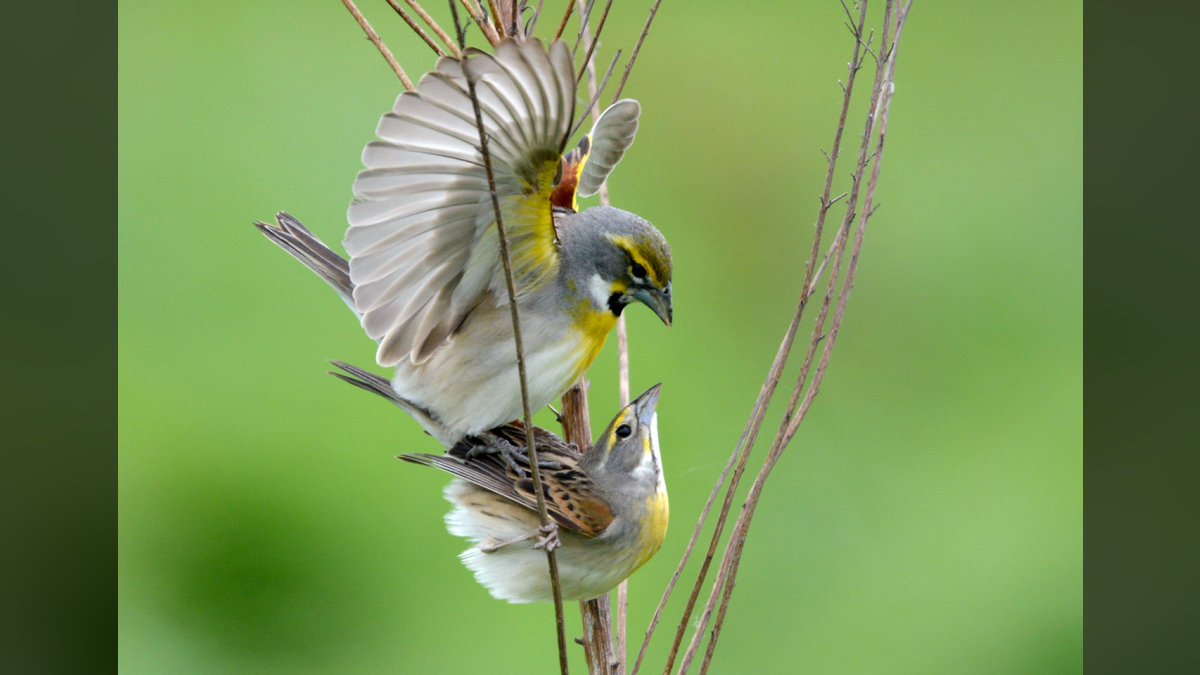 Cloaca in Birds: Purpose and Function - Birdorable Blog