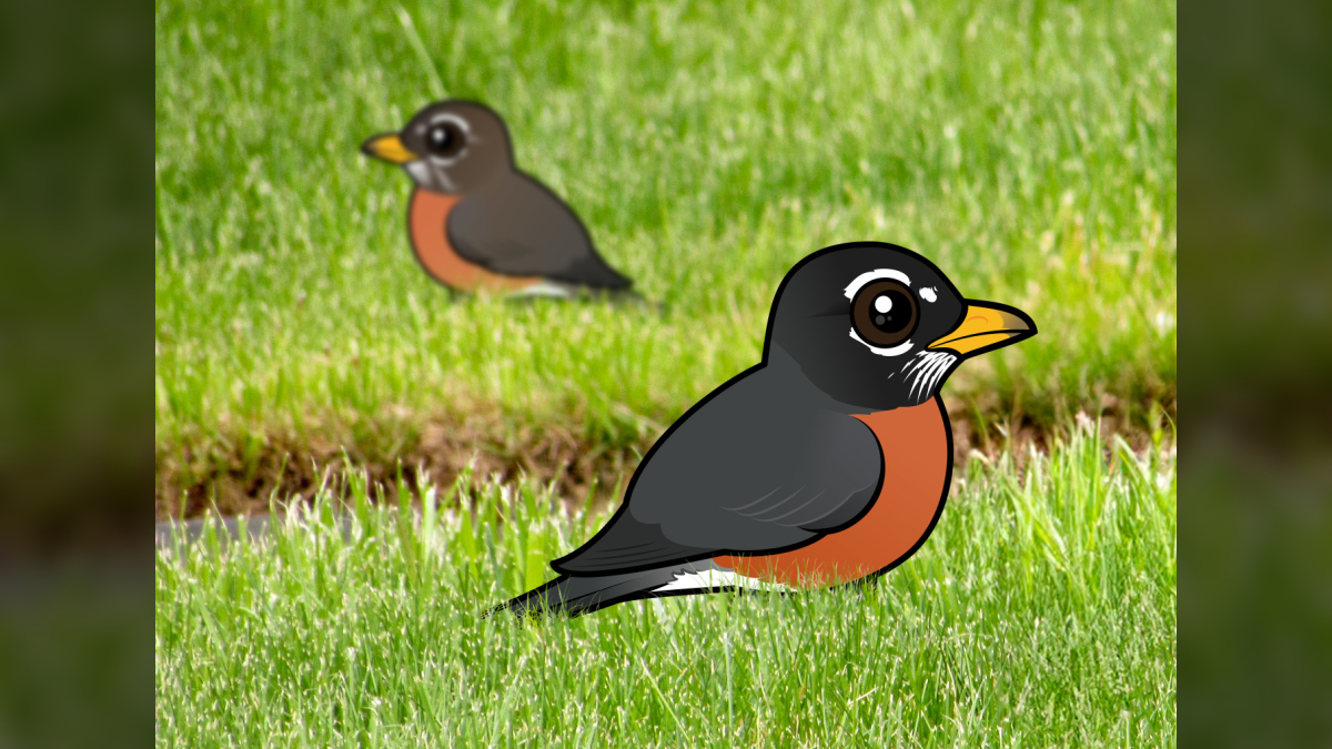 American Robins Revealed: Surprising & Fun Facts List