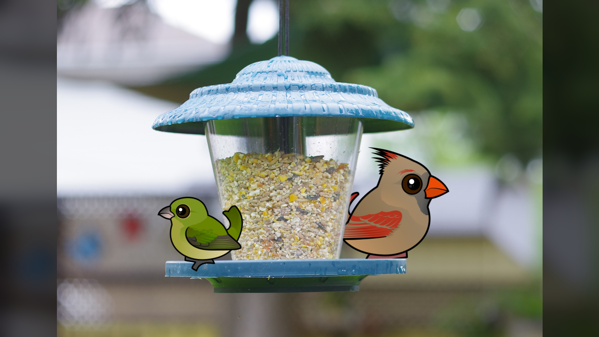 Female Bird Day: Celebrating Female Birds | Birdorable Blog