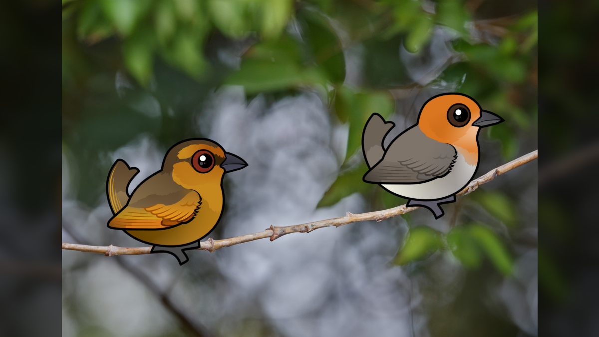 Birdorable Introducing: Brown Tanager & Brown-flanked Tanager