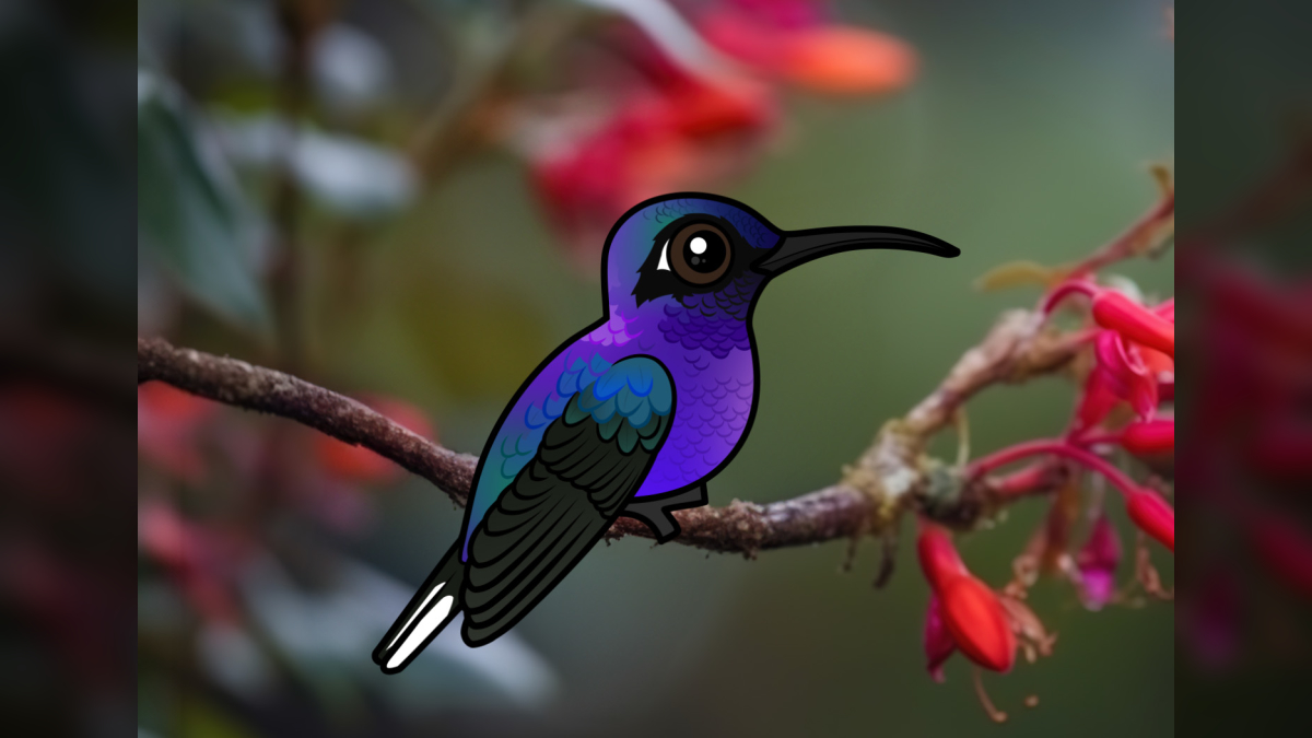 Meet the Magnificent Violet Sabrewing | Hummingbird Week