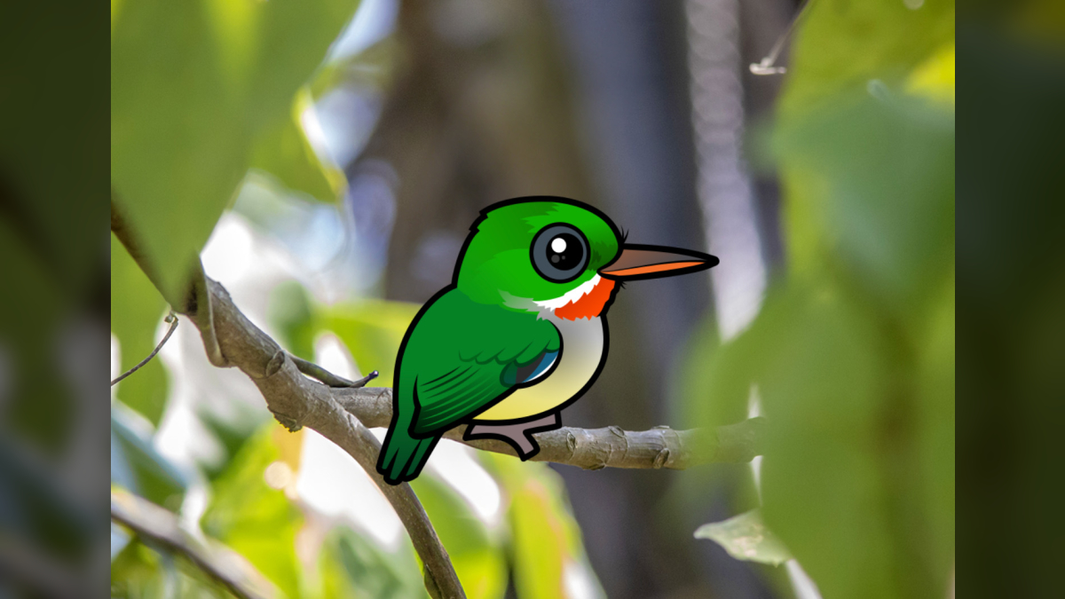 Meet the Puerto Rican Tody: Puerto Rico's Tiny Gem