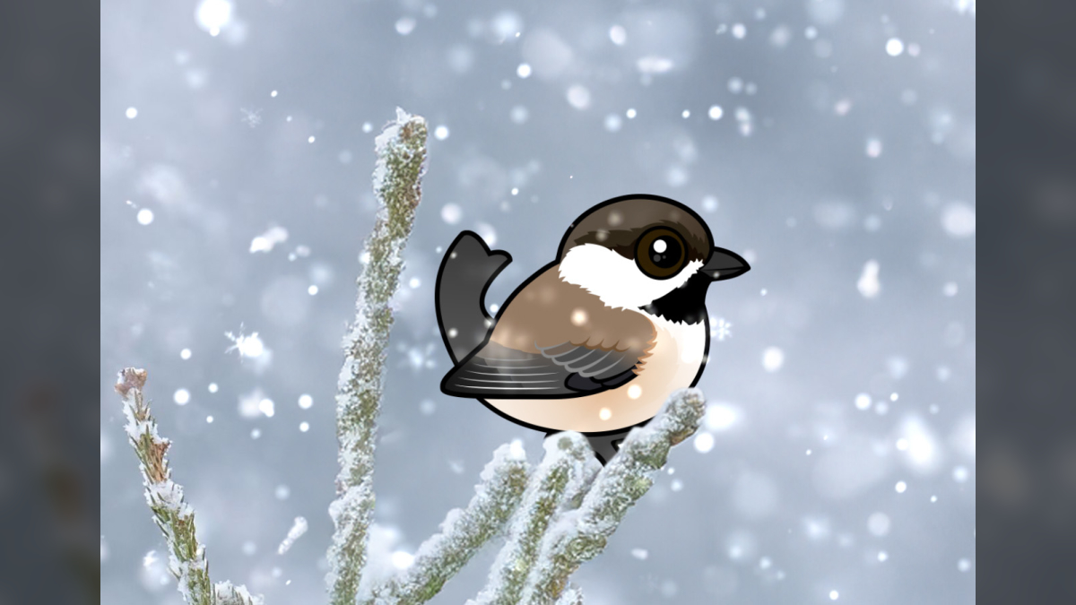The Hardy Life of the Gray-headed Chickadee | Birdorable Blog