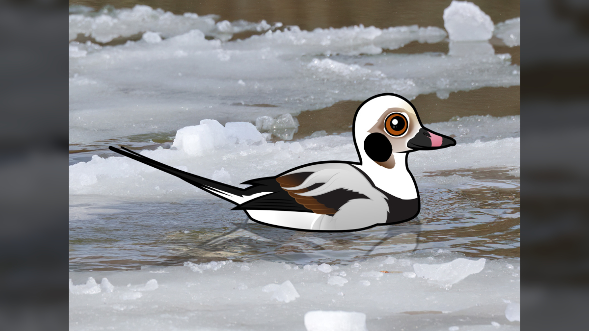 Meet the Long-tailed Duck: Vocal, Elegant, and Made for the Arctic