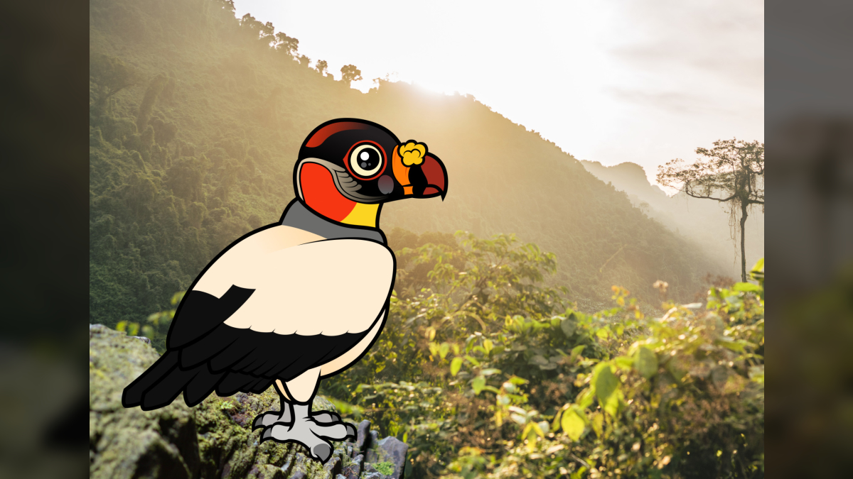 Meet the King Vulture: A Colorful Scavenger of the Americas