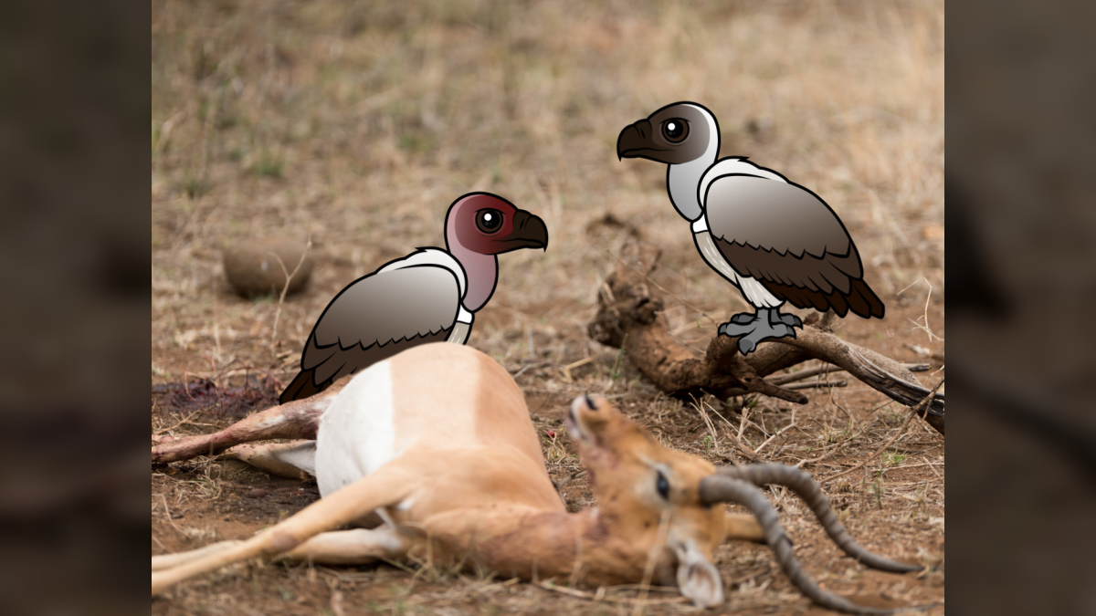 Explore All 23 Vulture Species from Around the Globe | Birdorable