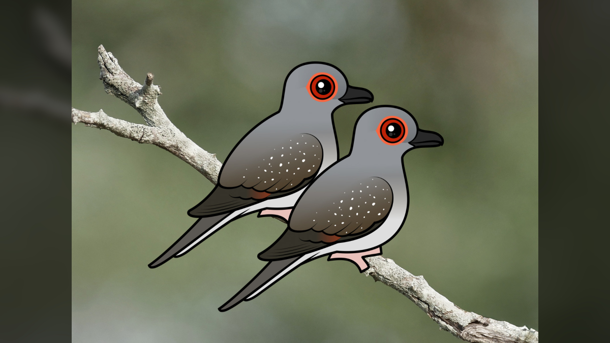 Australia's Diamond Dove: Small Birds, Big Adaptability | Birdorable