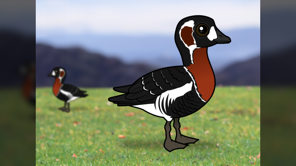 Meet the Red-breasted Goose: A Vibrant Arctic Traveler