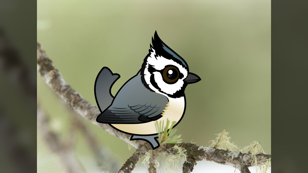 Meet the Bridled Titmouse: A Woodland Charmer