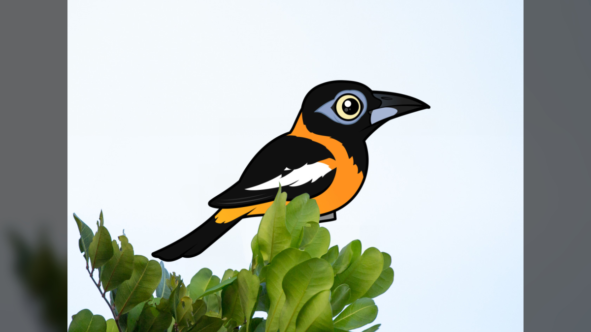 All About the Stunning Venezuelan Troupial | Birdorable Blog