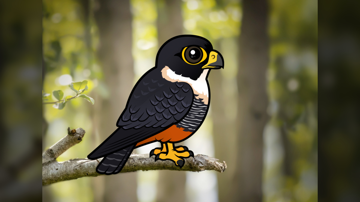 Bat Falcon: A Small Raptor with Big Talents | New Birdorable