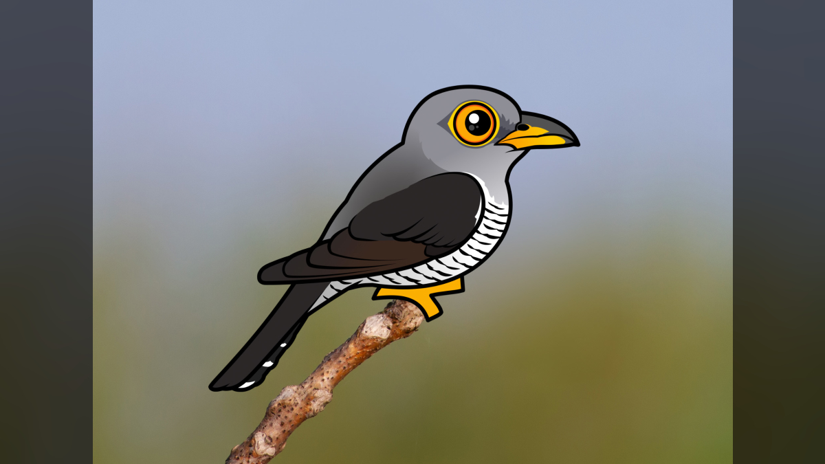 Understanding the Common Cuckoo’s Unique Lifestyle