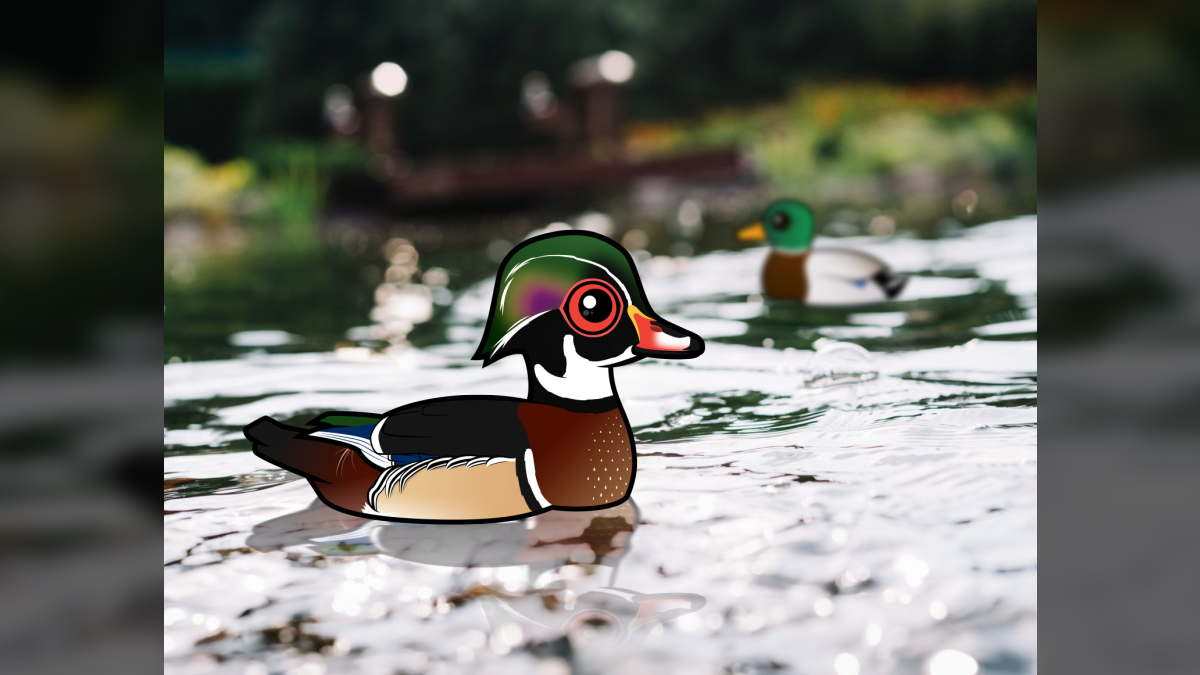 The Secret Behind Waterproof Feathers: The Uropygial Gland