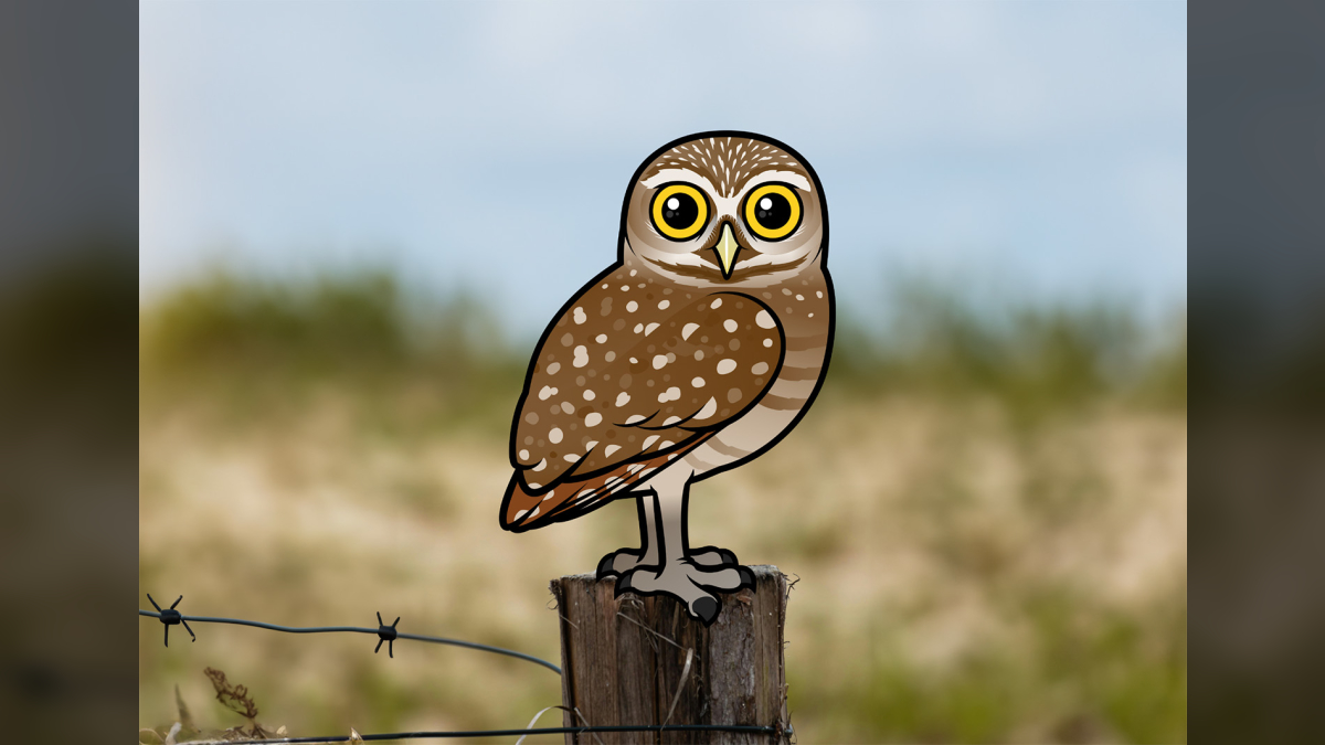 Not Just Night Owls: The Truth About Owl Activity
