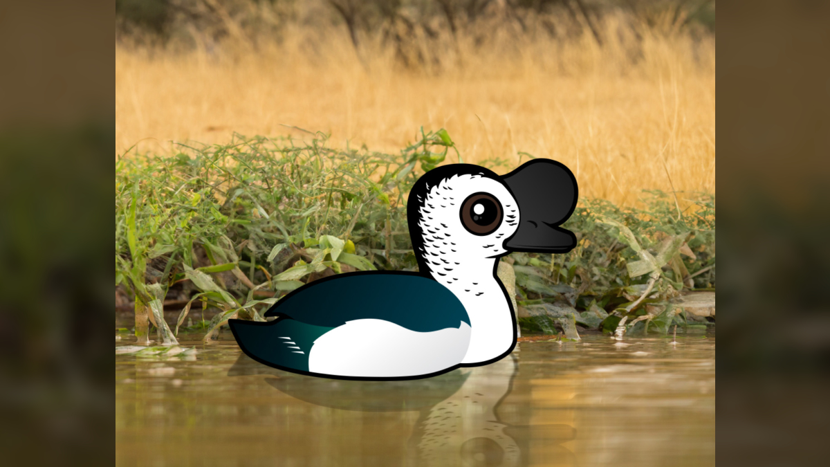 The Knob-billed Duck: A Polygamous Perching Duck