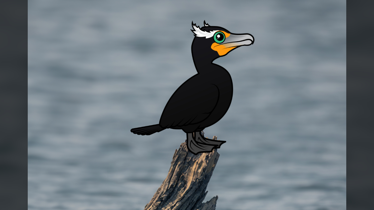 About Double-crested Cormorants – Habitat, Behavior, and More