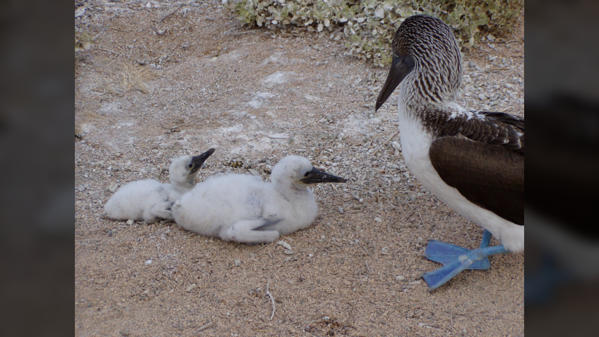 A Bird Nesting Strategy: What Is Asynchronous Hatching in Birds?