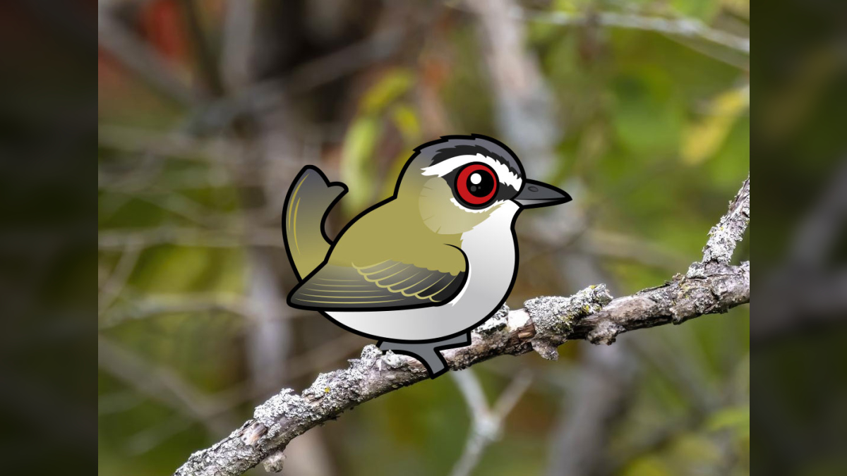 Red-eyed Birds: Eye Color in the Avian World