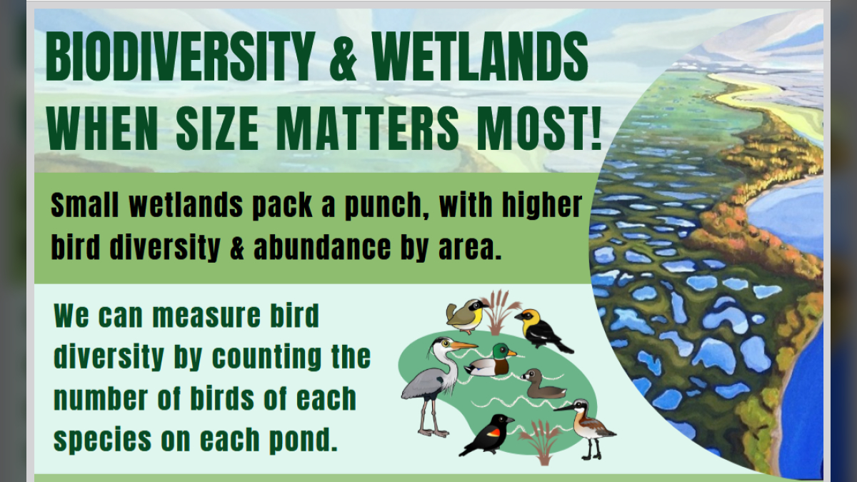 (Cute) Infographic Highlights Importance of Prairie Wetlands