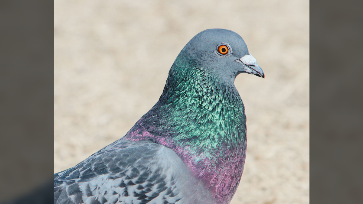 Head-Bobbing Explained: How Pigeons Stabilize Vision