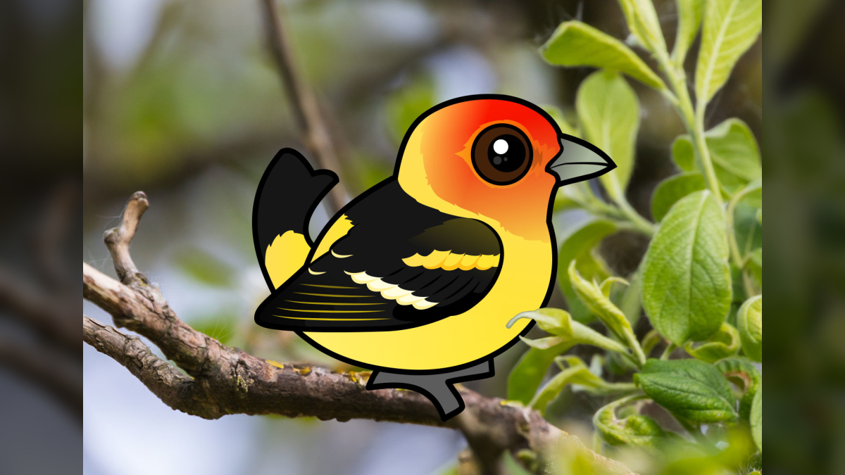 Bird Migration in October: Find Birds Where You Live