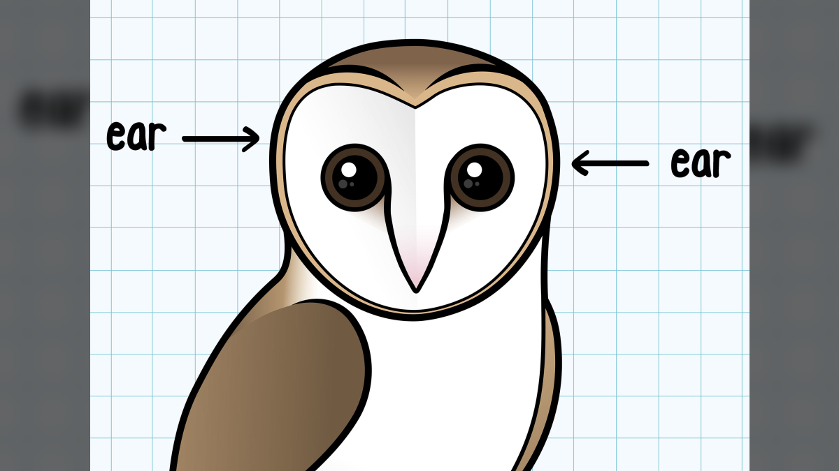 The Hidden Ears of Birds: How Avian Hearing Works