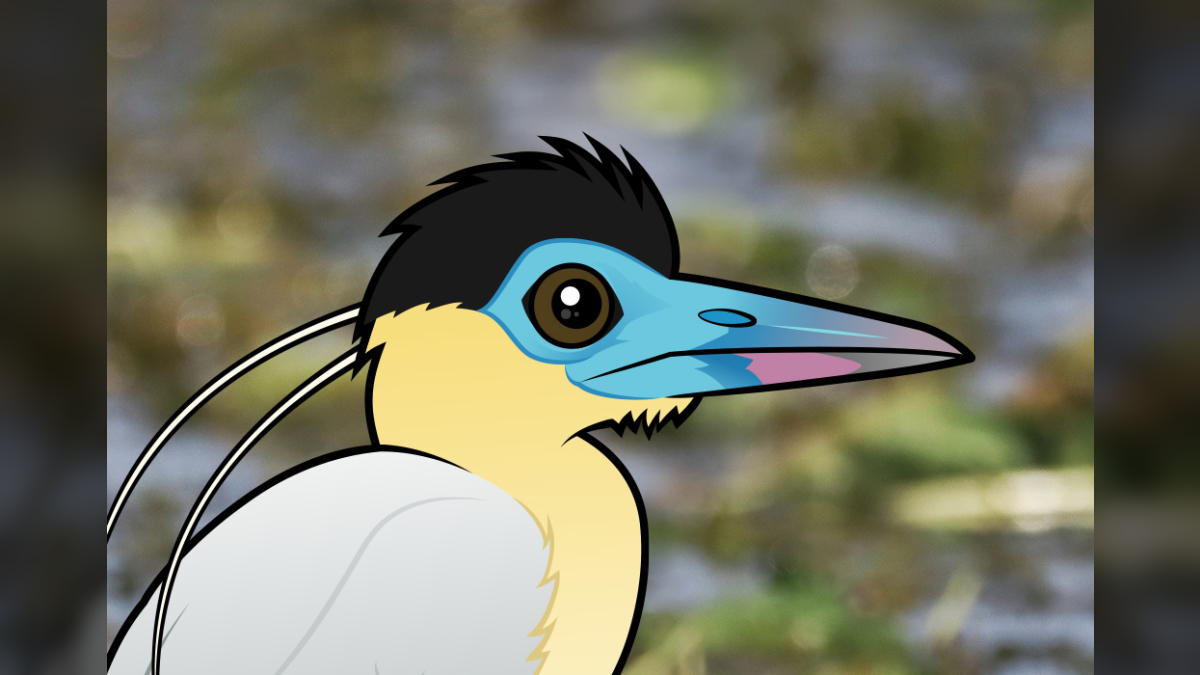 Capped Heron: Secrets of a Little-Known Tropical Heron