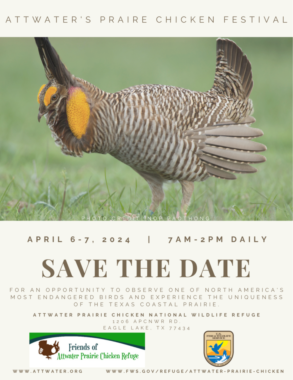 Saving Texas Prairie Symbol: The Attwater's Prairie Chicken