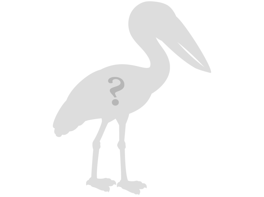 Meet the Egyptian Goose: A Striking Waterfowl of Africa & Beyond