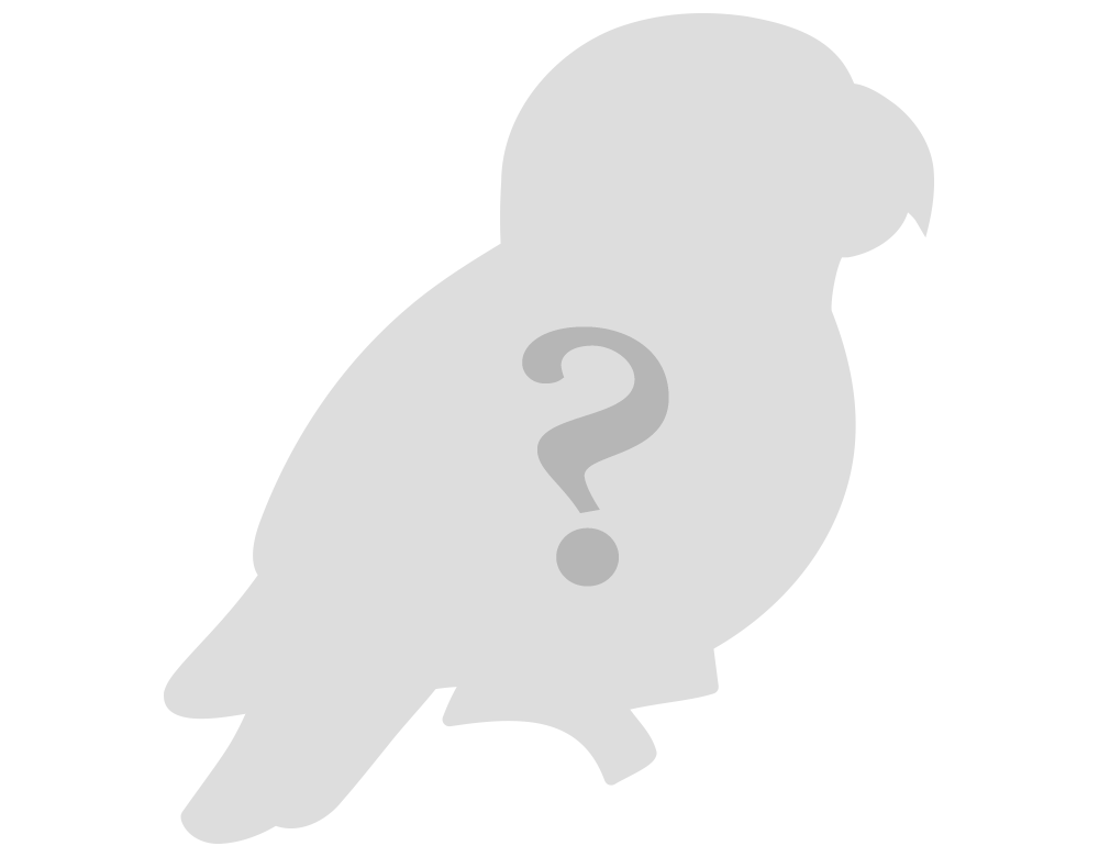 Birdorable Blog - Bird News, New Species & Fun Stuff