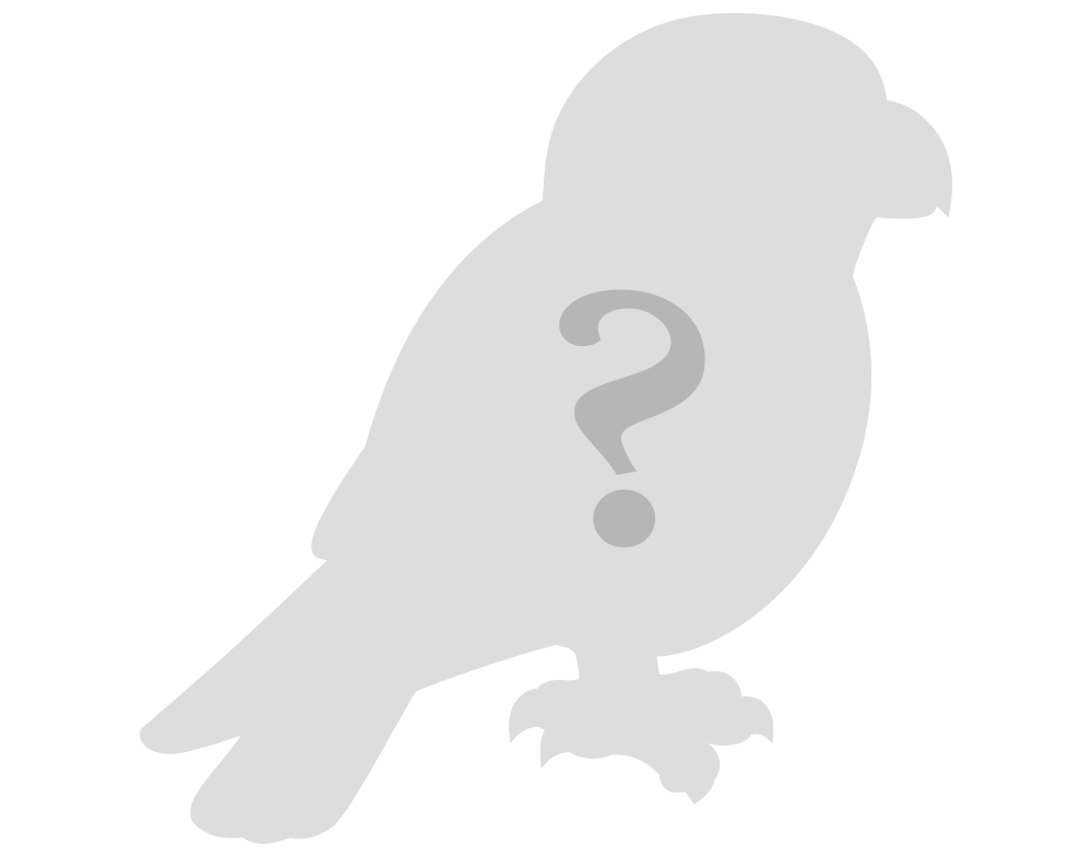 Birdorable Blog - Bird News, New Species & Fun Stuff