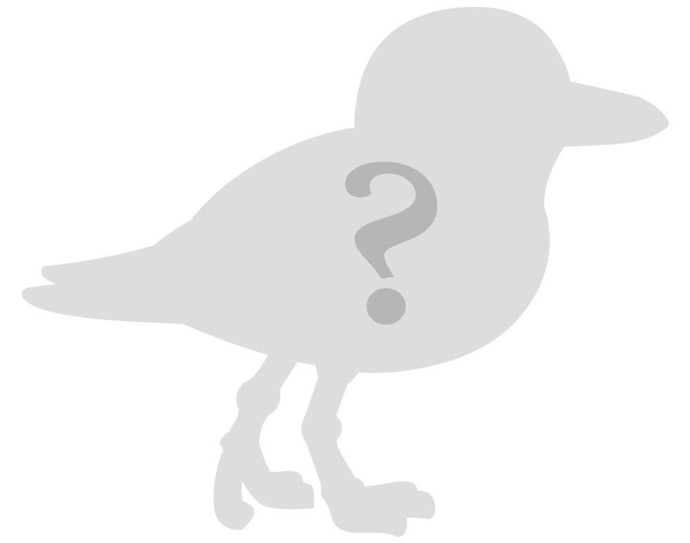 Birdorable Blog - Bird News, New Species & Fun Stuff