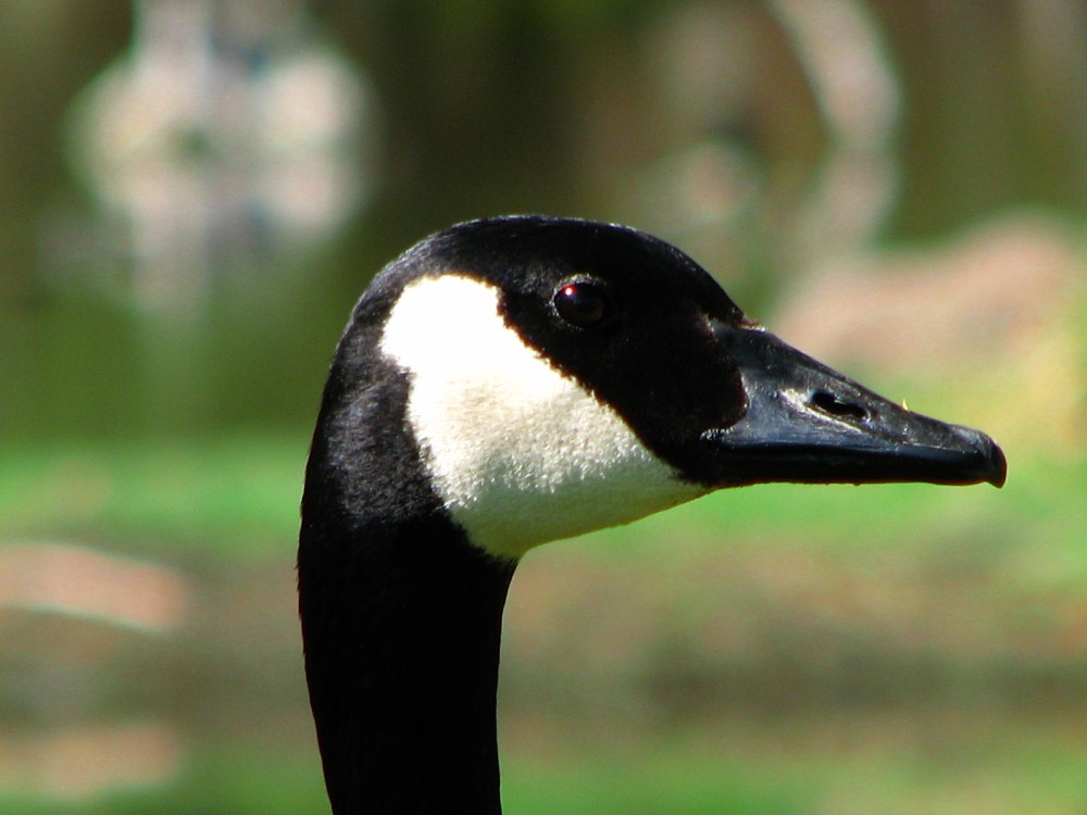 A Gaggle of Facts: The Fascinating World of Canada Geese