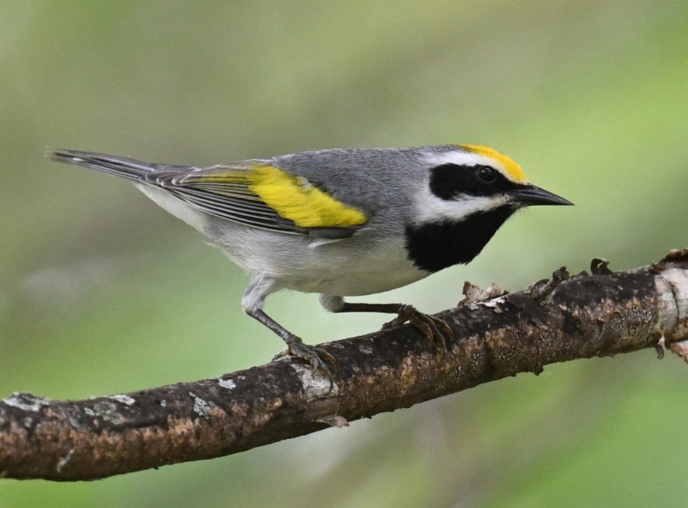 Golden-winged Warbler Named ABA Bird of 2024 | Birdorable Blog