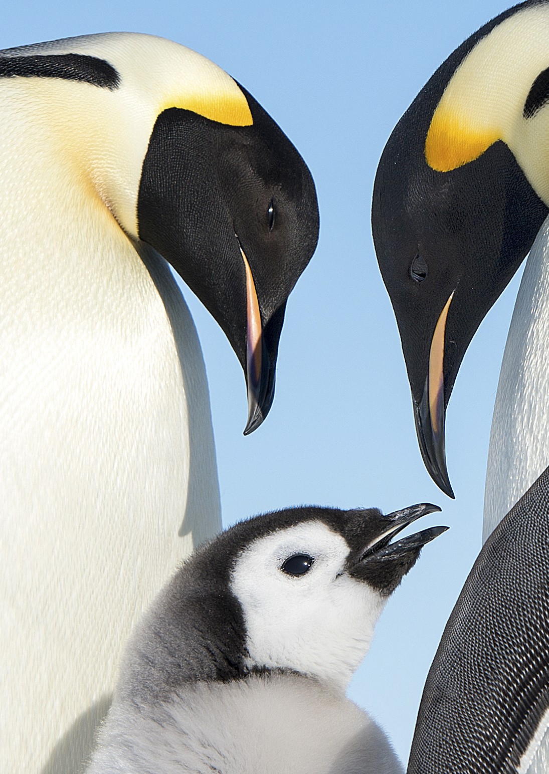 Welcoming the Emperor Penguin to the Birdorable Family