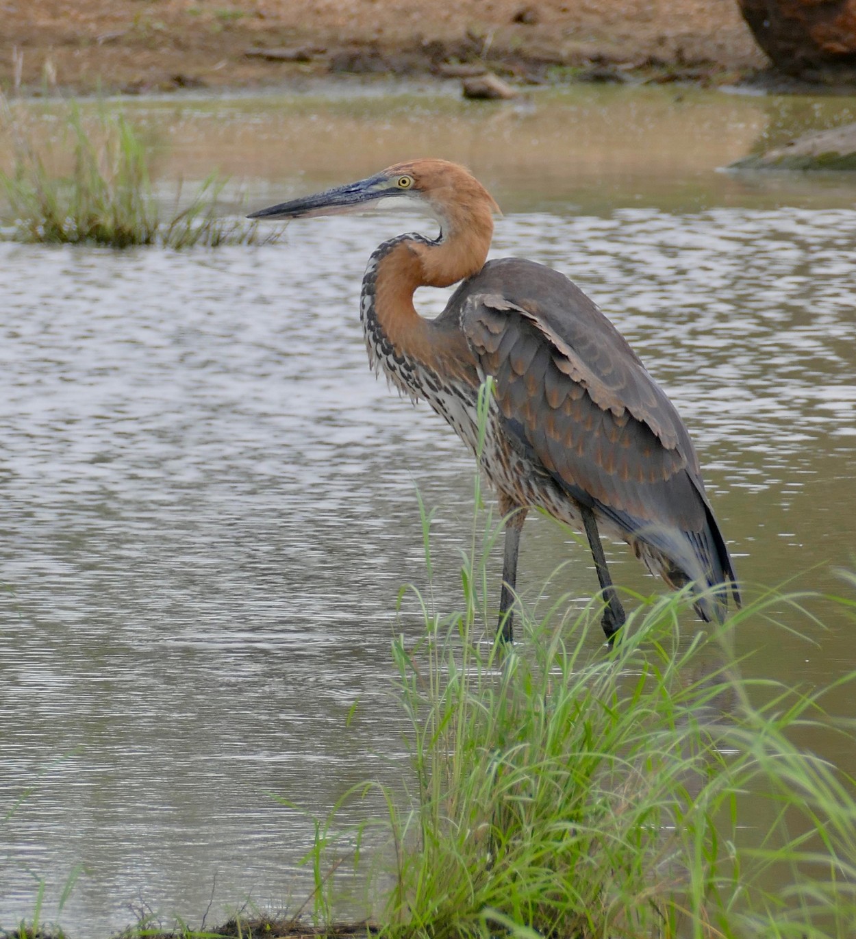 Meet the Goliath Heron: The World's Largest Heron Species