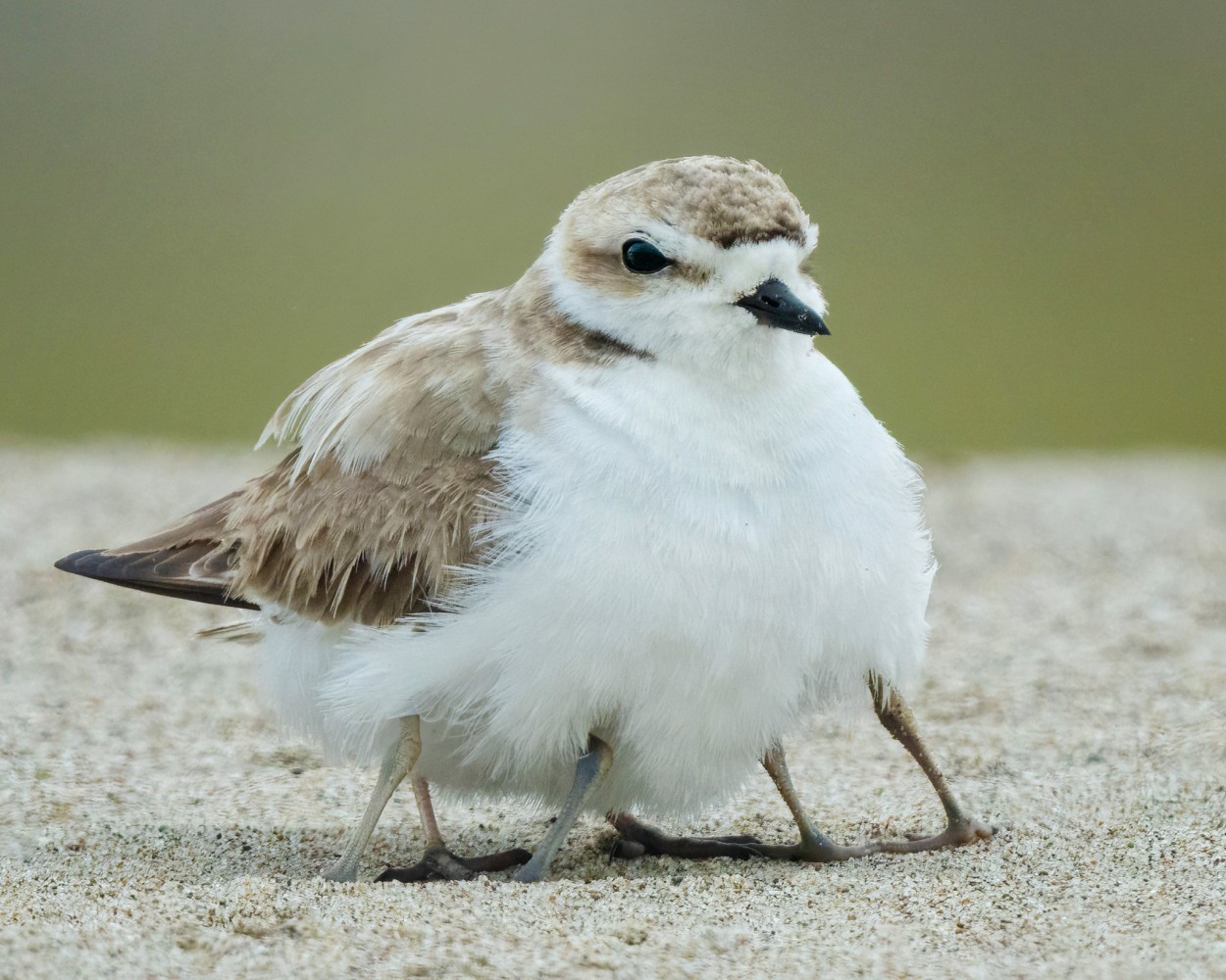 Introducing the Snowy Plover: Birdorable's Latest Feathered Friend