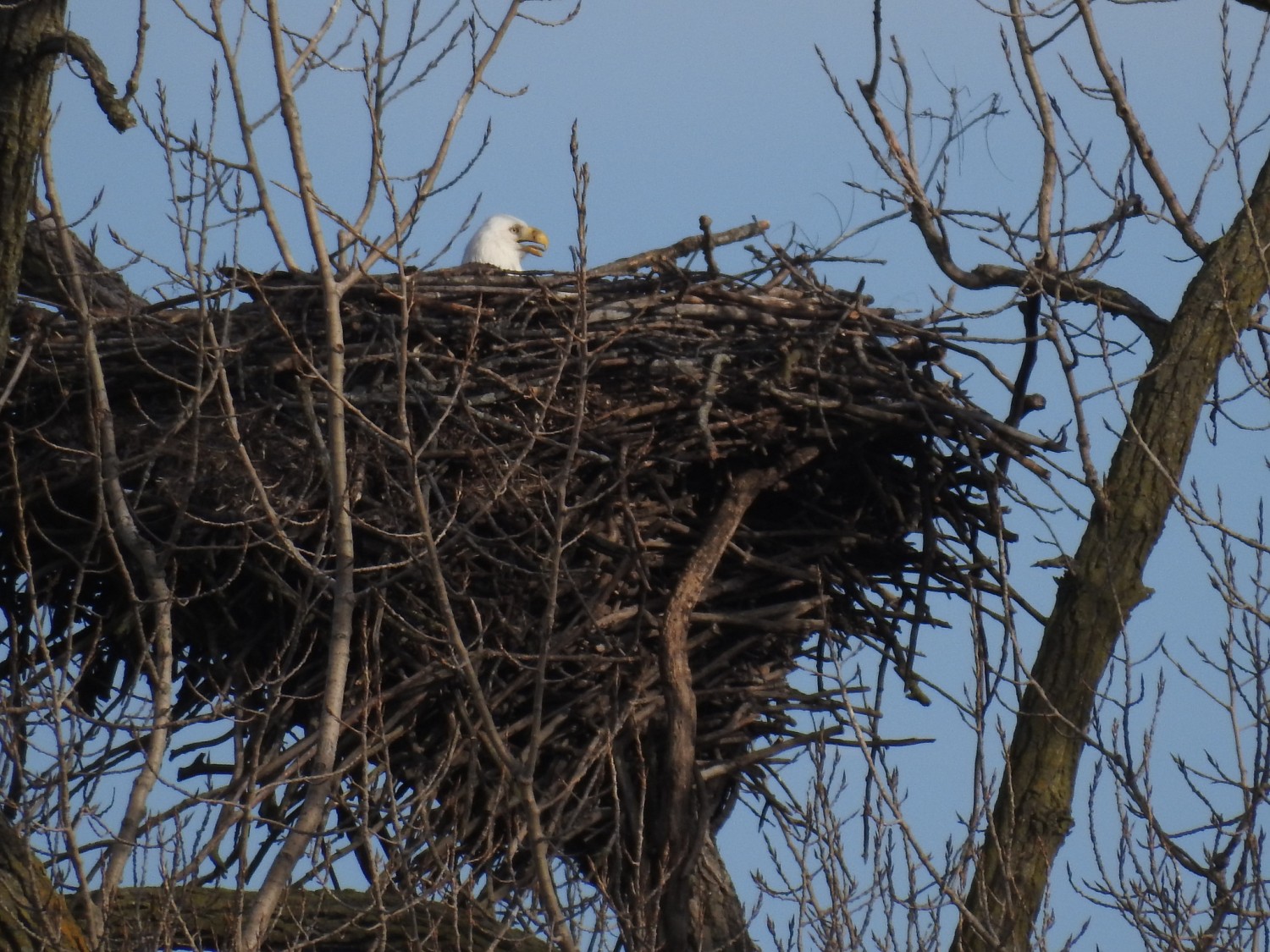 Birdorable Blog - Bird News, New Species & Fun Stuff