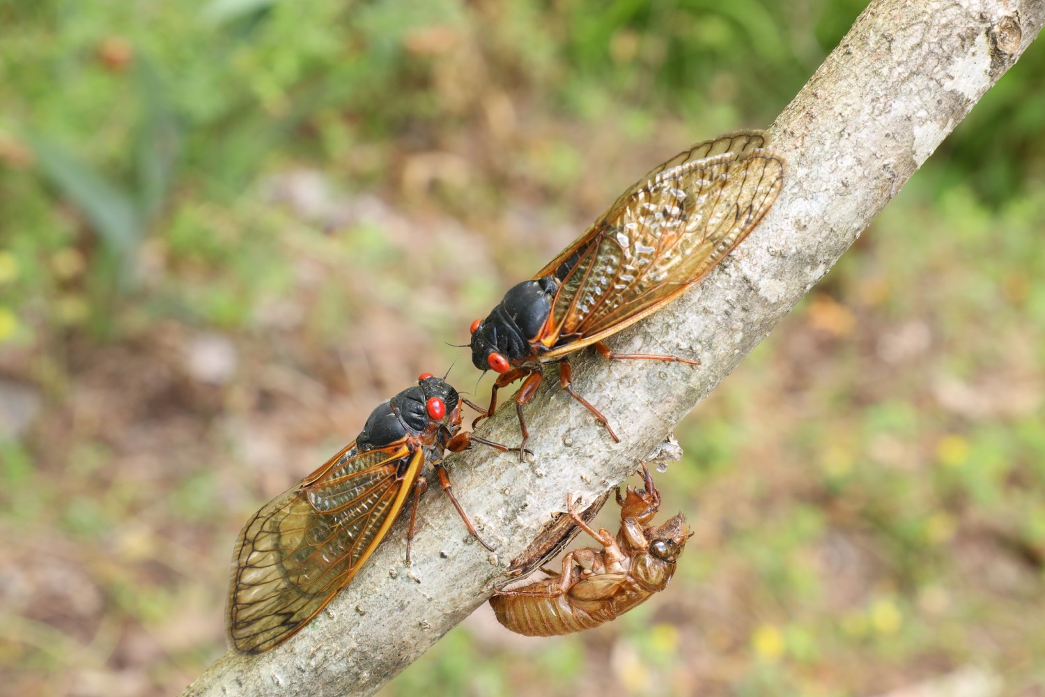 Birds and the Big 2024 Cicada Emergence: A Natural Feast
