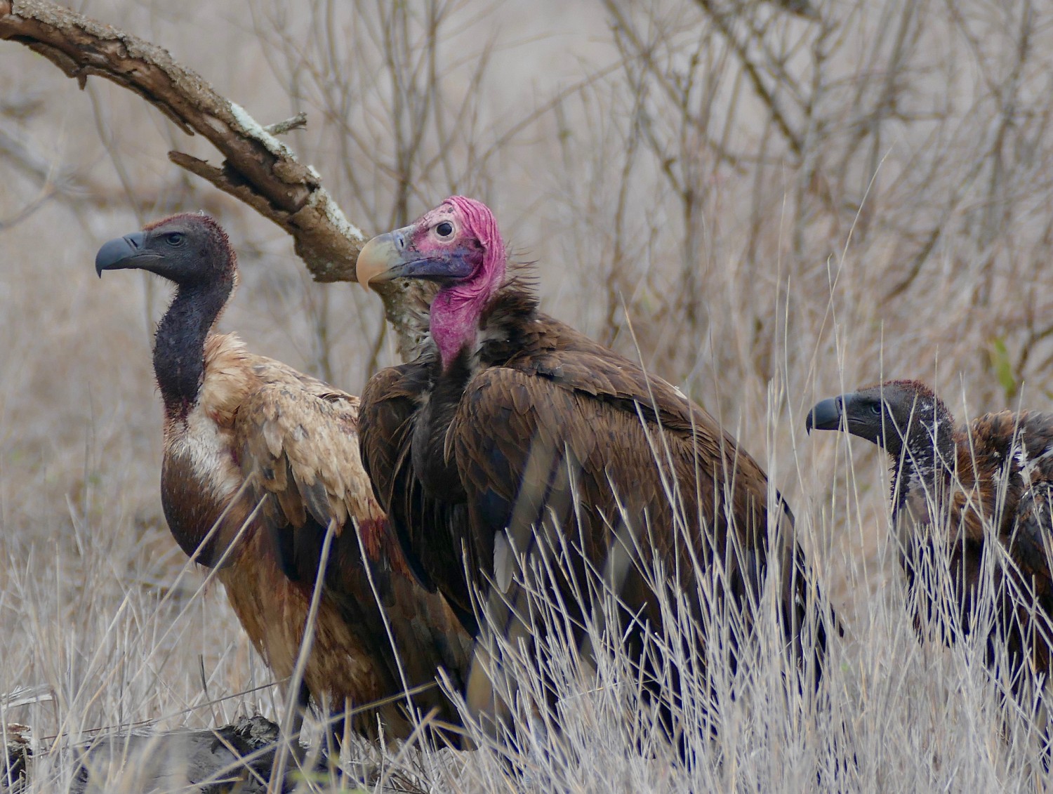 Survival Superpowers: How Vultures Are Built for the Job