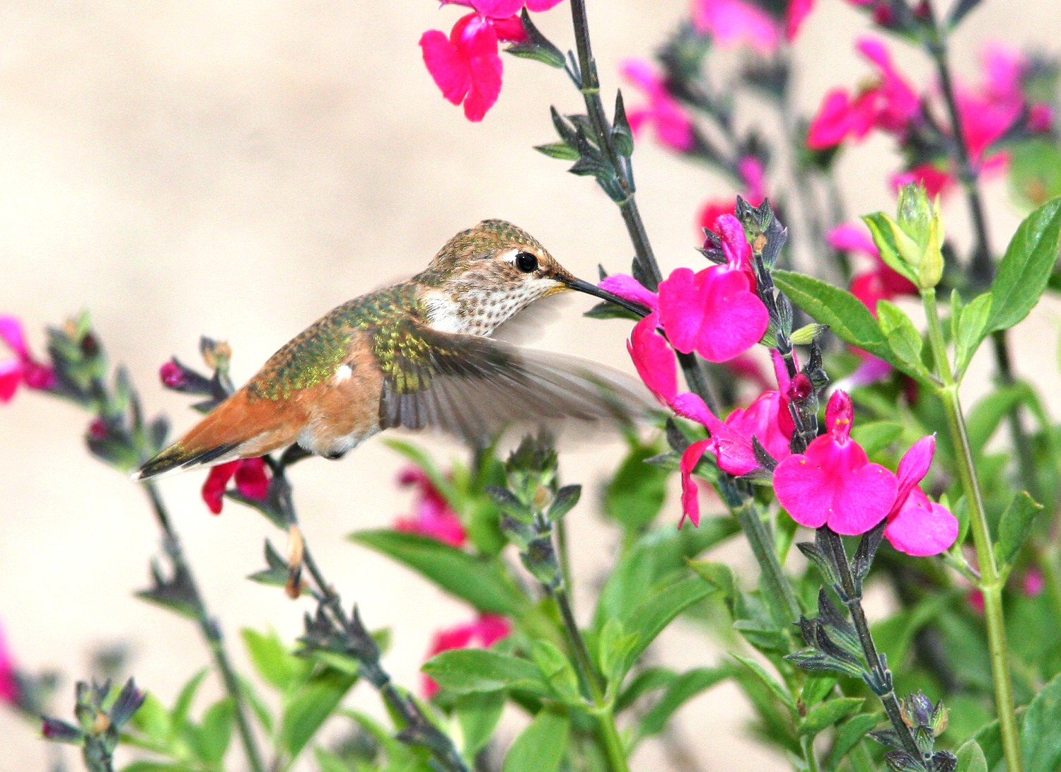 Birdorable Blog - Bird News, New Species & Fun Stuff