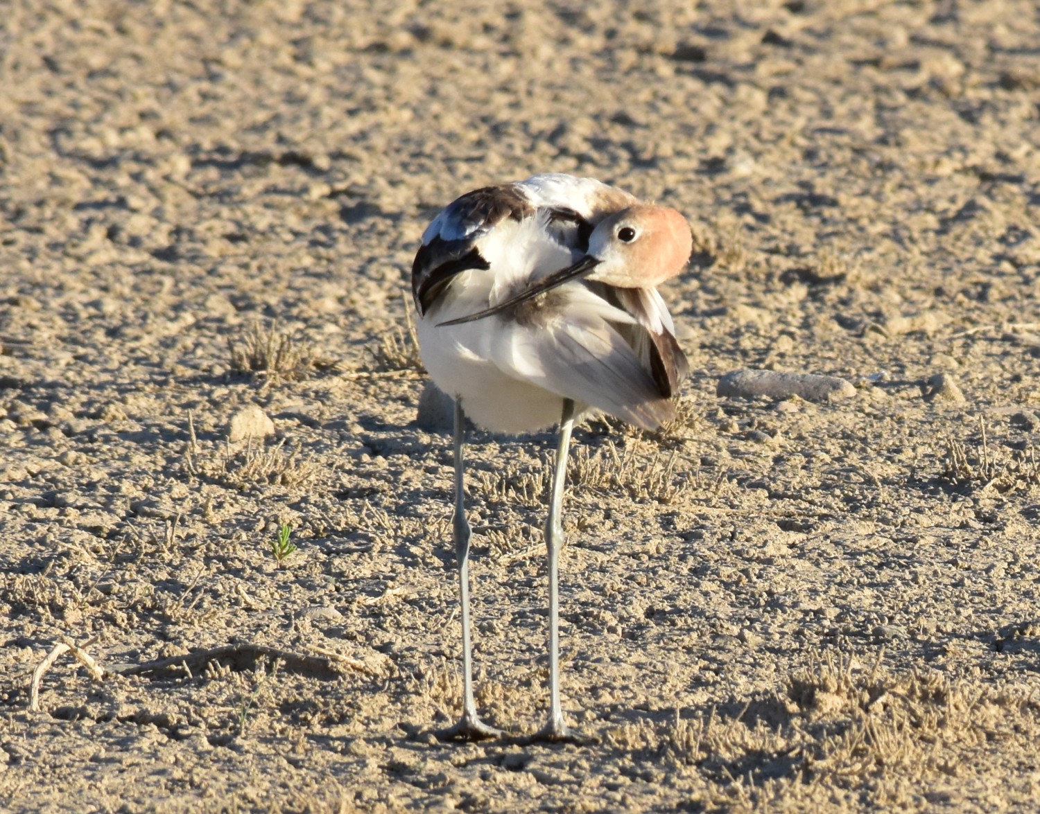 The Secret Behind Waterproof Feathers: The Uropygial Gland