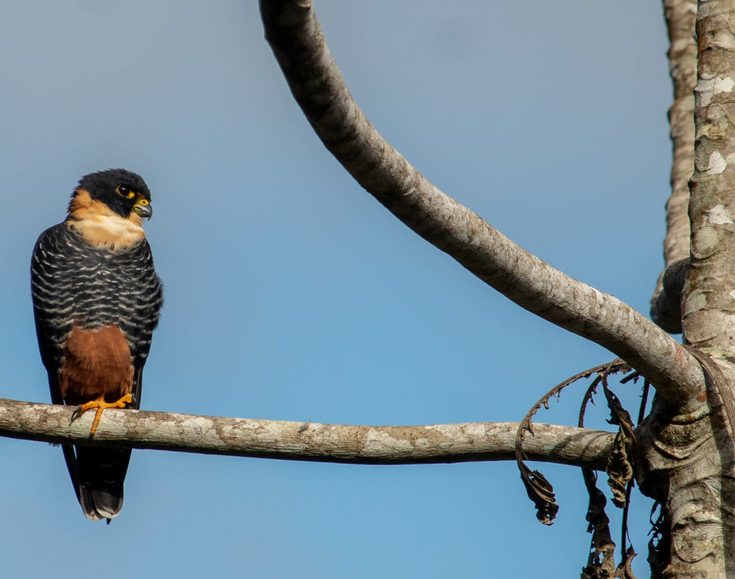 Bat Falcon: A Small Raptor with Big Talents | New Birdorable