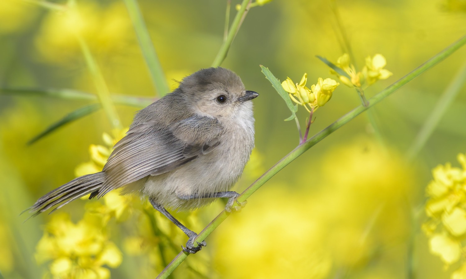 Bushtit: Small Bird w/ Big Personality, Interesting Breeding Habits
