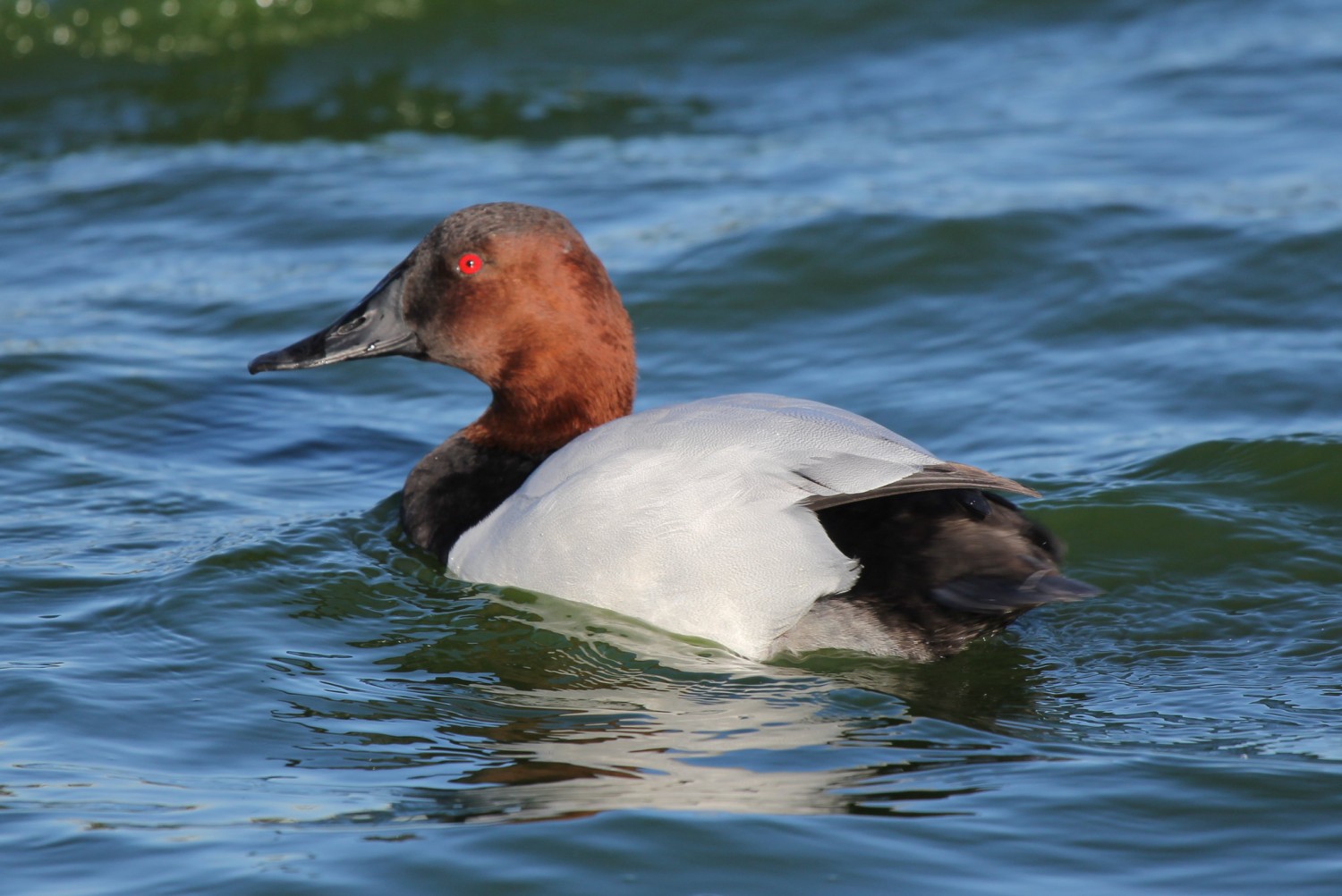 Birdorable Blog - Bird News, New Species & Fun Stuff