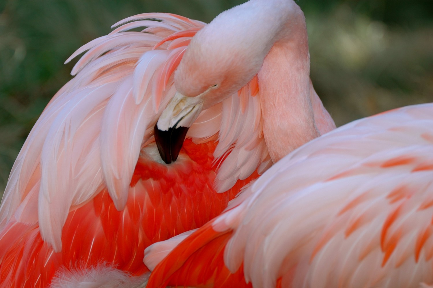 The Secret Behind Waterproof Feathers: The Uropygial Gland