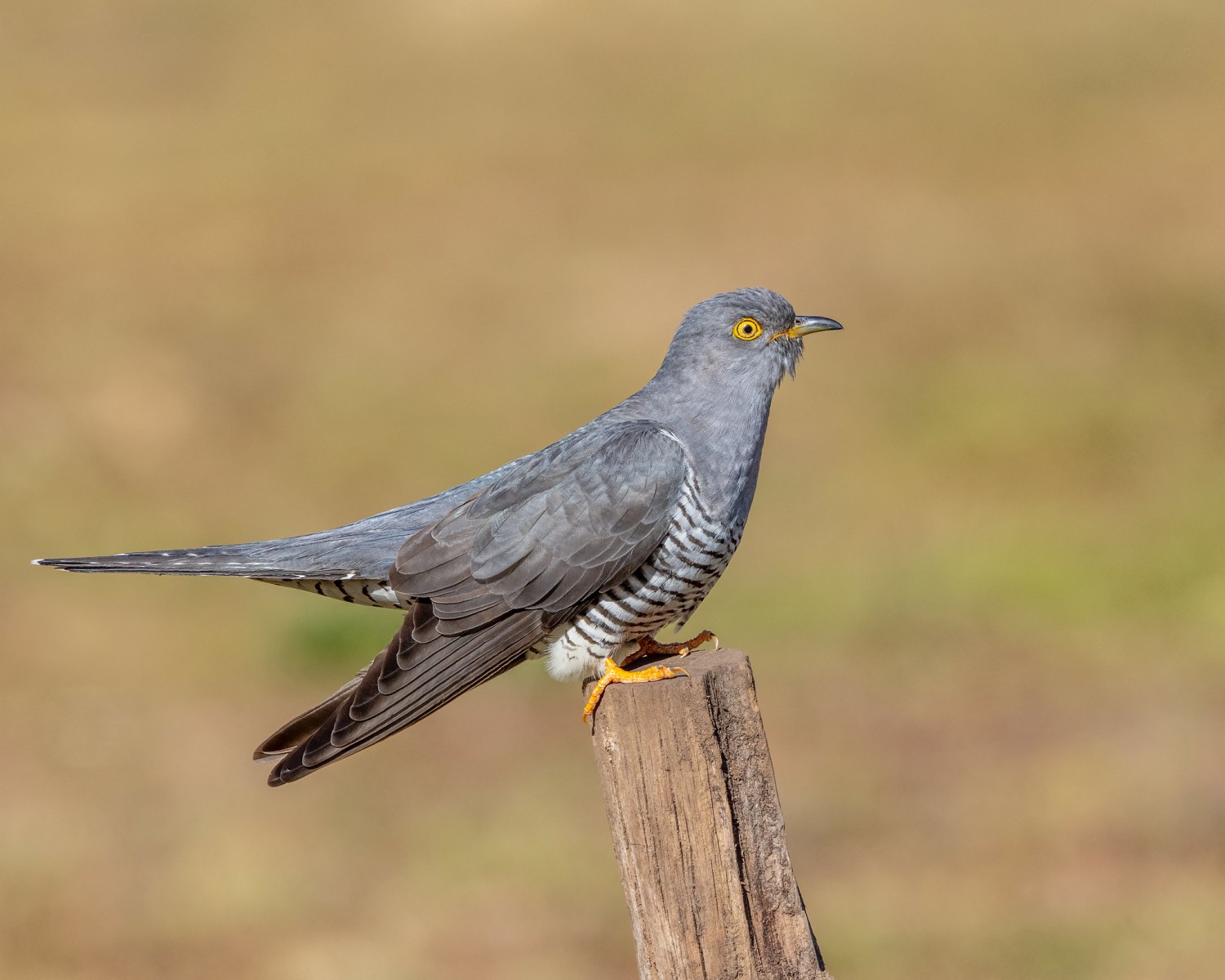 Understanding the Common Cuckoo’s Unique Lifestyle